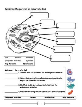 Cell Transport - Active and Passive Transport Worksheet; Osmosis; Diff ...