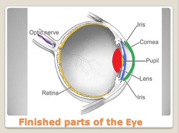 Anatomy - Human Body - Parts of the Eye w/worksheet (POWERPOINT ...