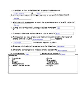 Photosynthesis and Cellular Respiration Assessment (Quiz) – Engaging ...