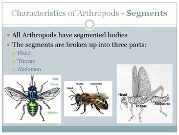 Life Science Units - 8 Units (An entire school years worth) – Engaging ...