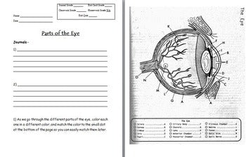 Anatomy - Human Body - Parts of the Eye w/worksheet (POWERPOINT ...
