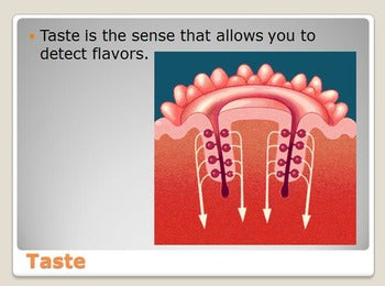 Anatomy - Human Body - Sense of Taste w/worksheet (POWERPOINT ...